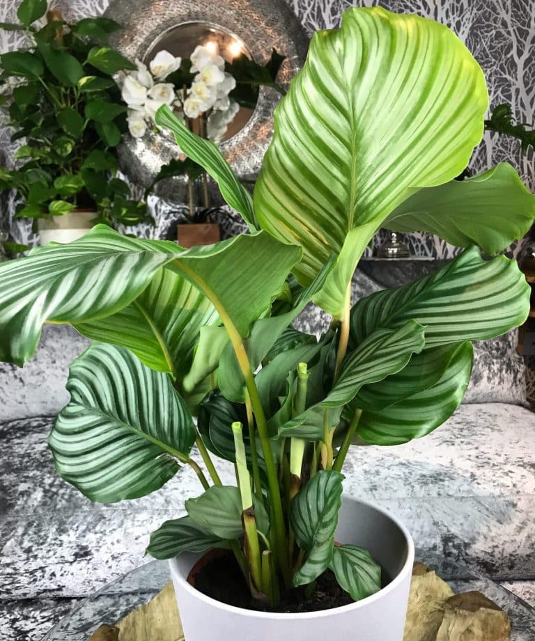 How To Care For The Lush Calathea Orbifolia - Garden Lively