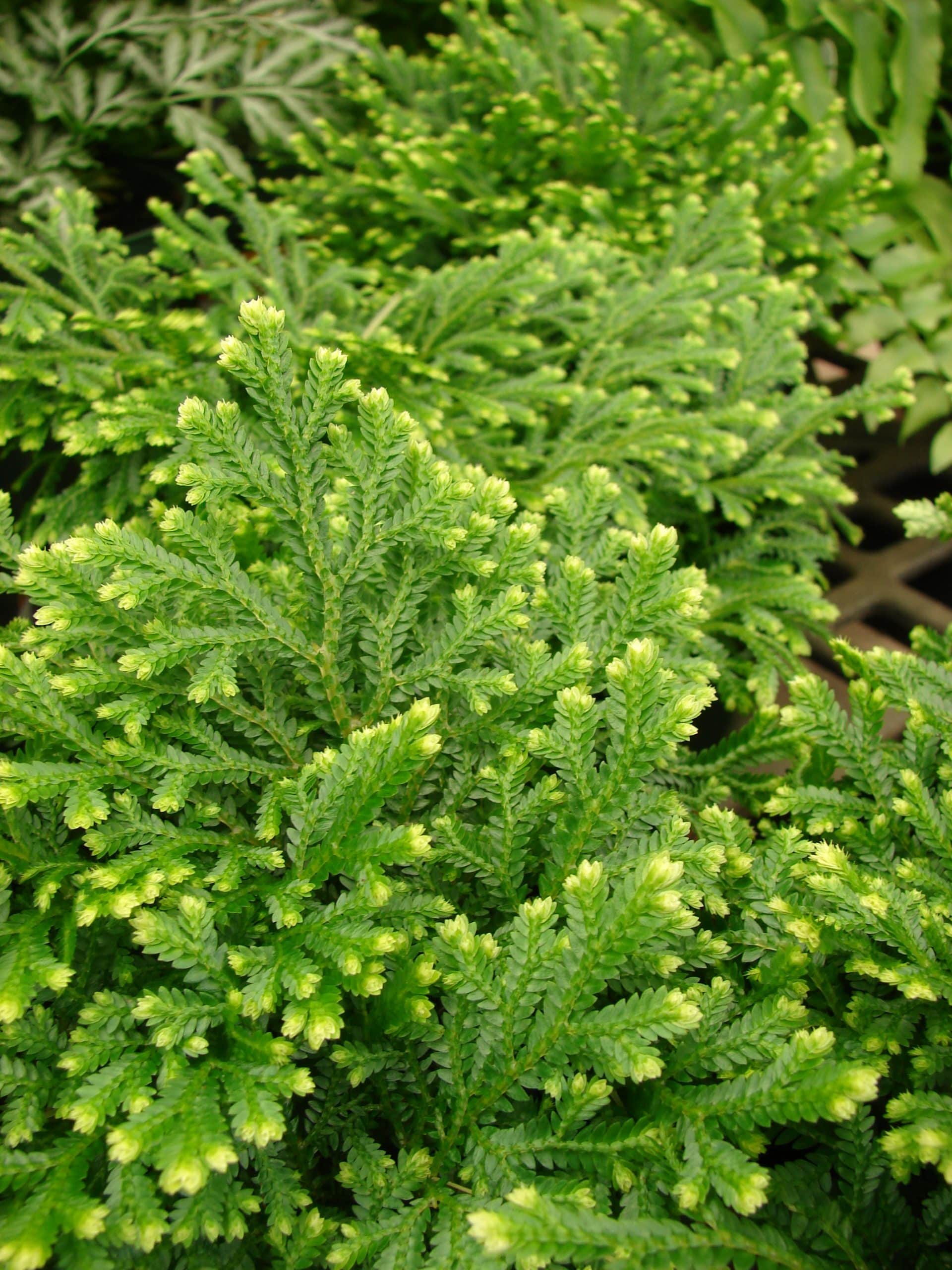 How To Care For Selaginella- The Spikey Plant Perfect For Terrariums!