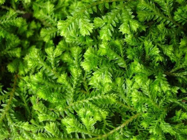 How To Care For Selaginella- The Spikey Plant Perfect For Terrariums!