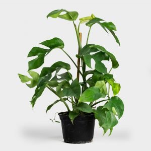 How To Care For Your Rhaphidophora Tetrasperma Aka The Cute Mini Monstera
