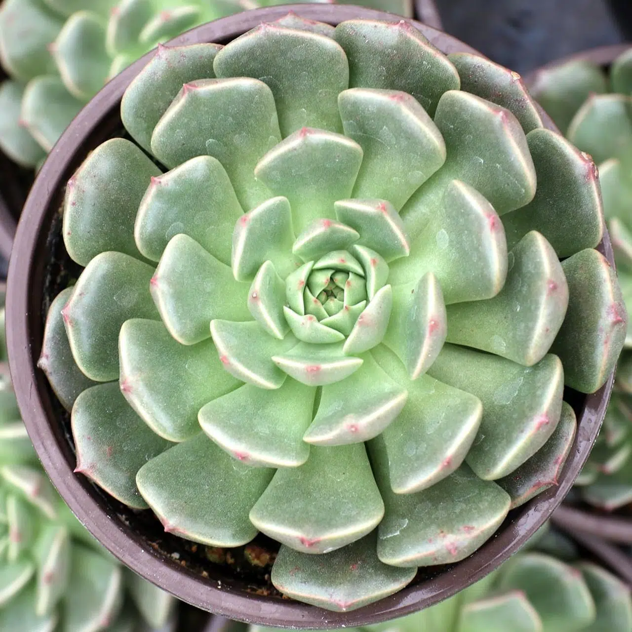 The Ultimate Guide To Providing Proper Care To Your Graptoveria
