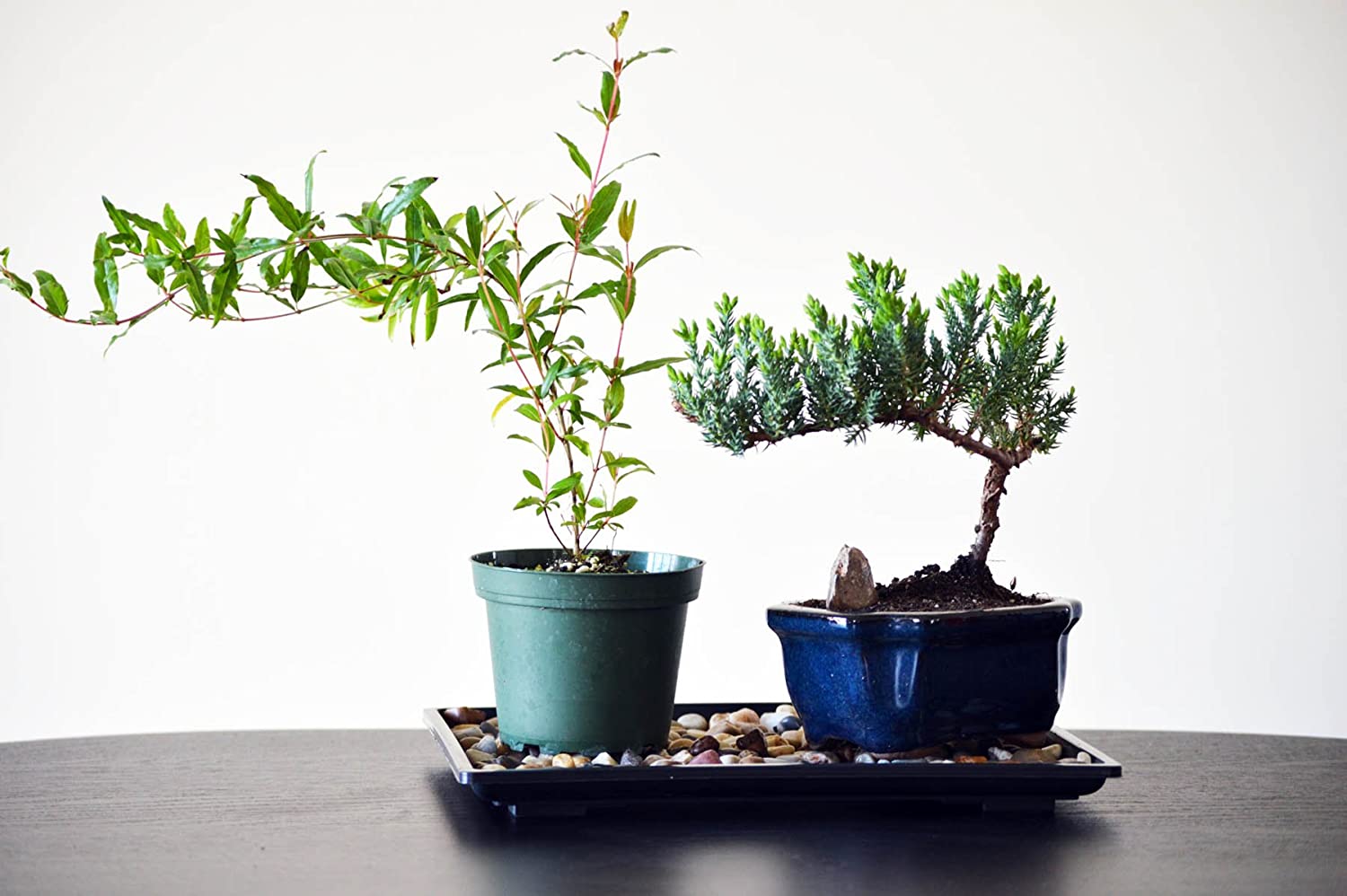 What Is A Pebble Tray And How Does It Help With Humidity For Your Plants?