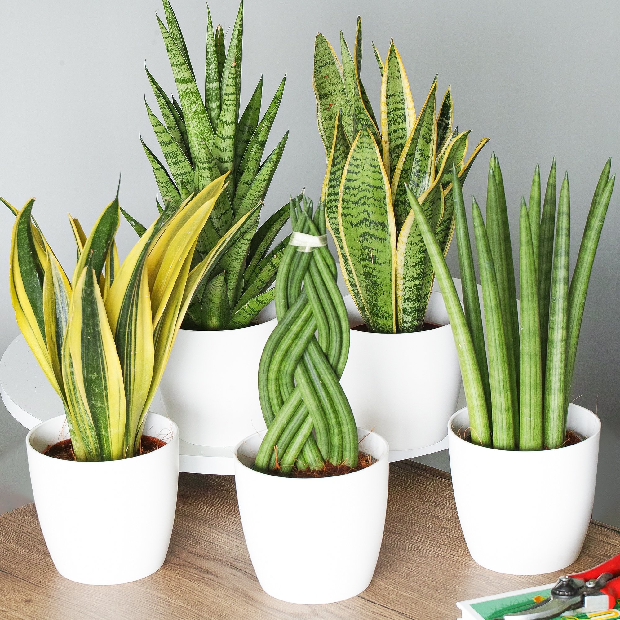 What Are The Different Kinds Of Sansevierias