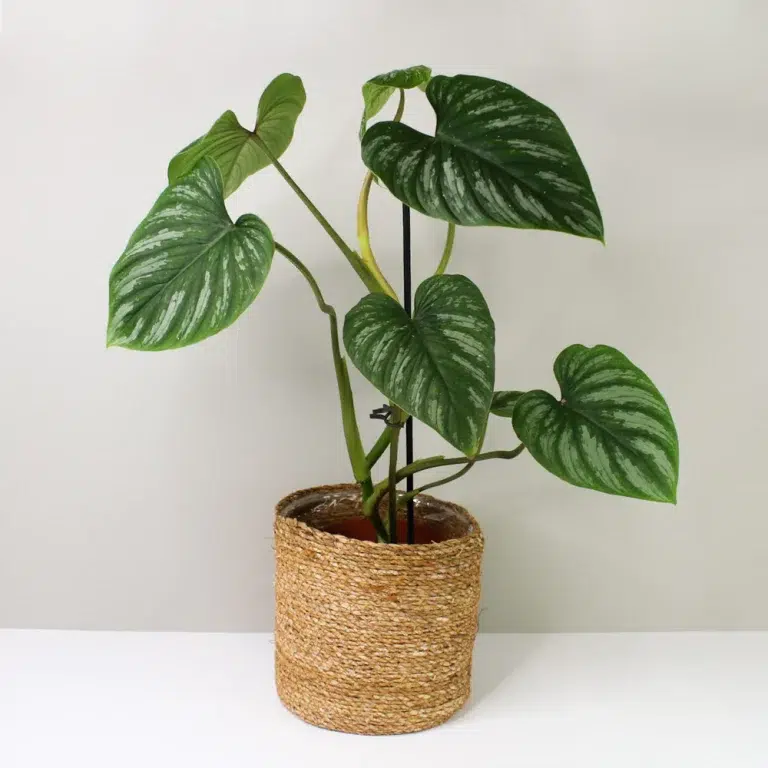 Meet The Majestic Alocasia Borneo Giant: A Guide To Growing And Caring ...