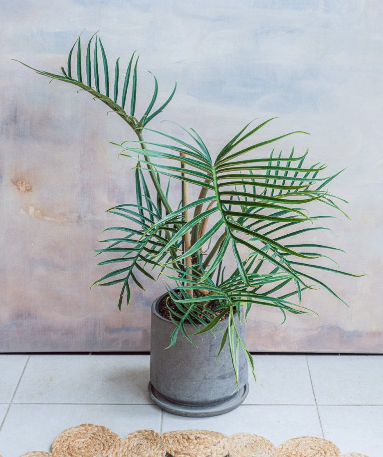 Philodendron Tortum Care Guide - The Unusual Multi-Stemmed Plant