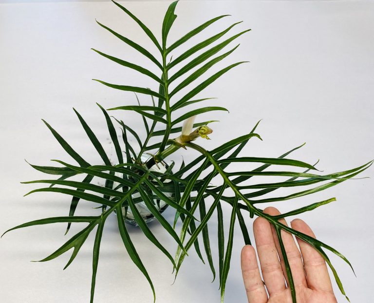 Rare Philodendron Species: 12 Stunning Plants You Need To See