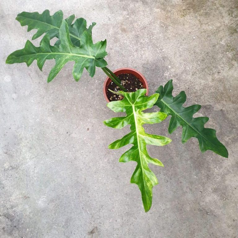 Philodendron Giganteum: All About The Giant Leafy Houseplant