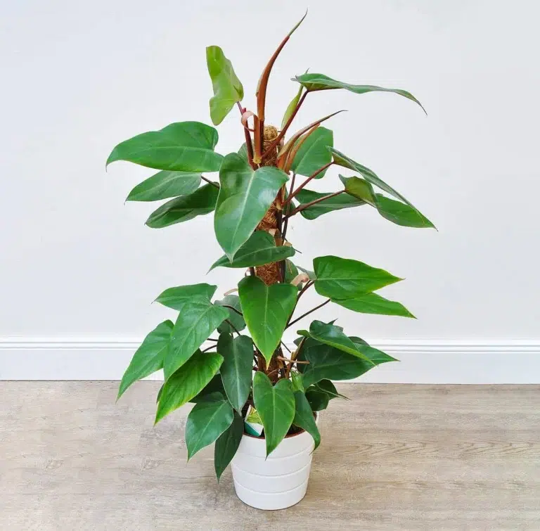 Philodendron Giganteum: All About The Giant Leafy Houseplant