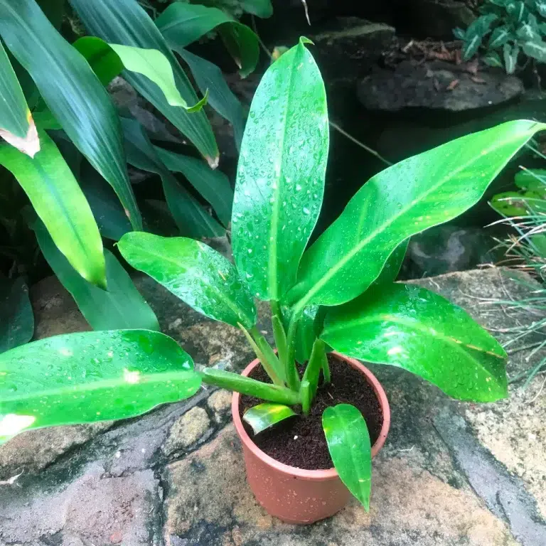 Philodendron Giganteum: All About The Giant Leafy Houseplant