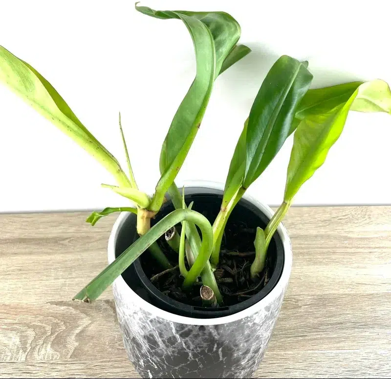 Philodendron Crassinervium: A Rare And Unusual Plant