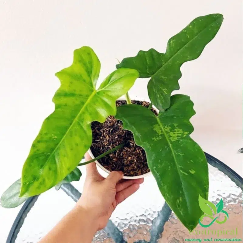 Caring For The Adored Golden Dragon Philodendron (What You Really Need ...