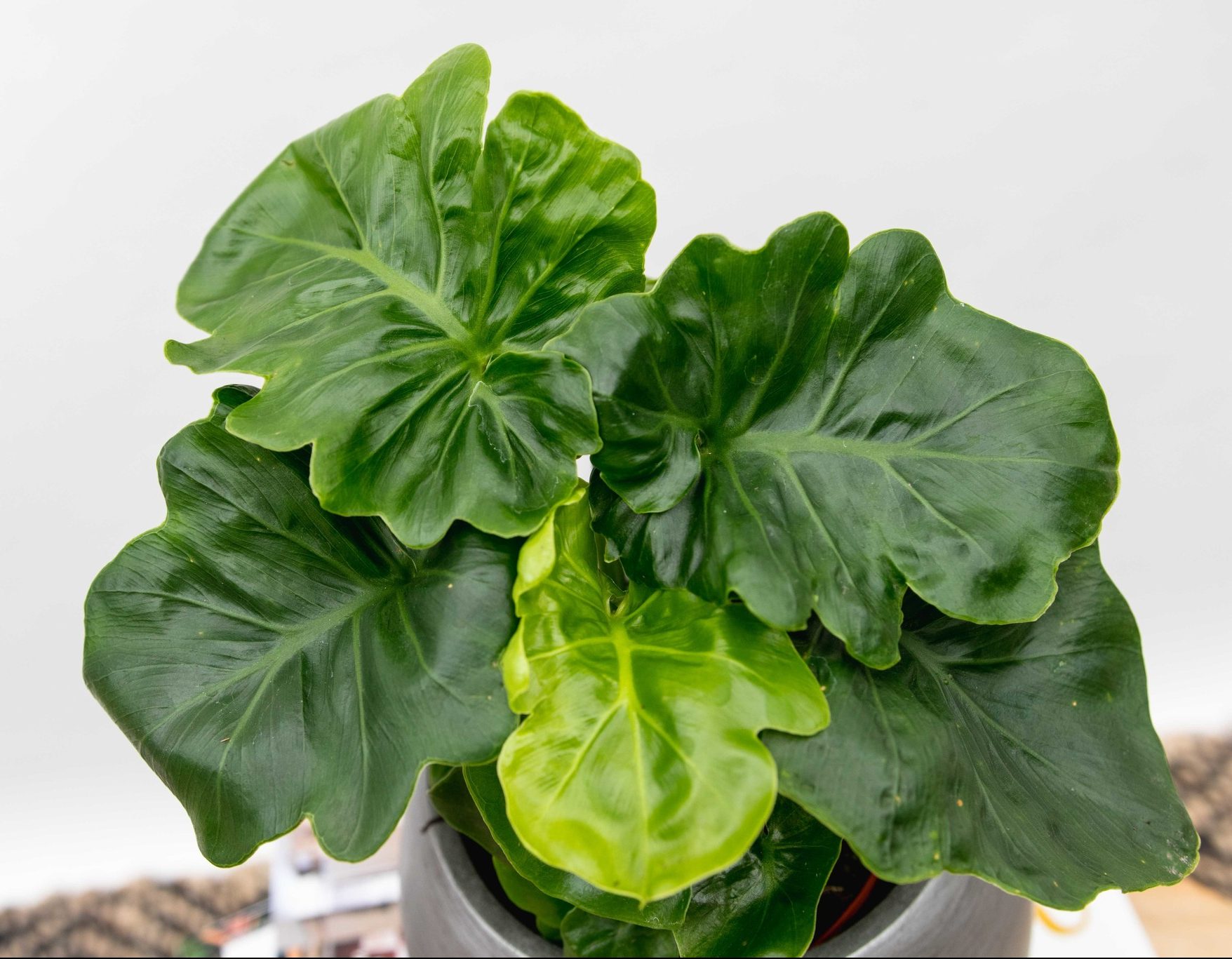 Philodendron Atom Care Guide (A Lovely Plant For Beginners)