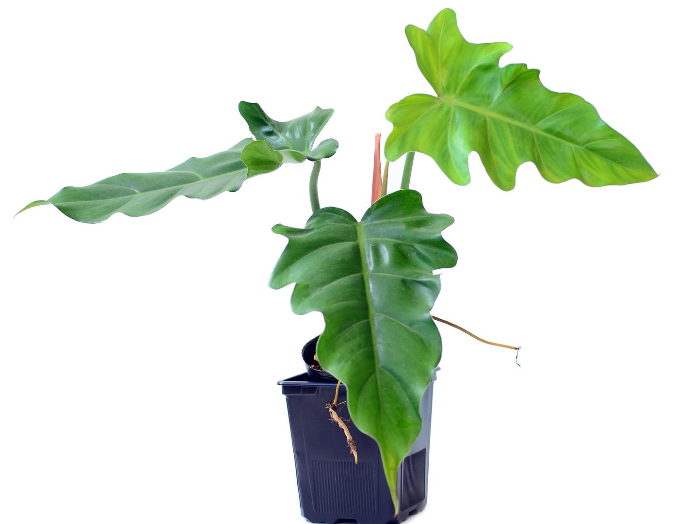 Philodendron Lacerum: Ultimate Care Guide For This Toothed Beauty ...