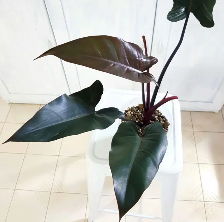 Rare Philodendron Species: 12 Stunning Plants You Need To See