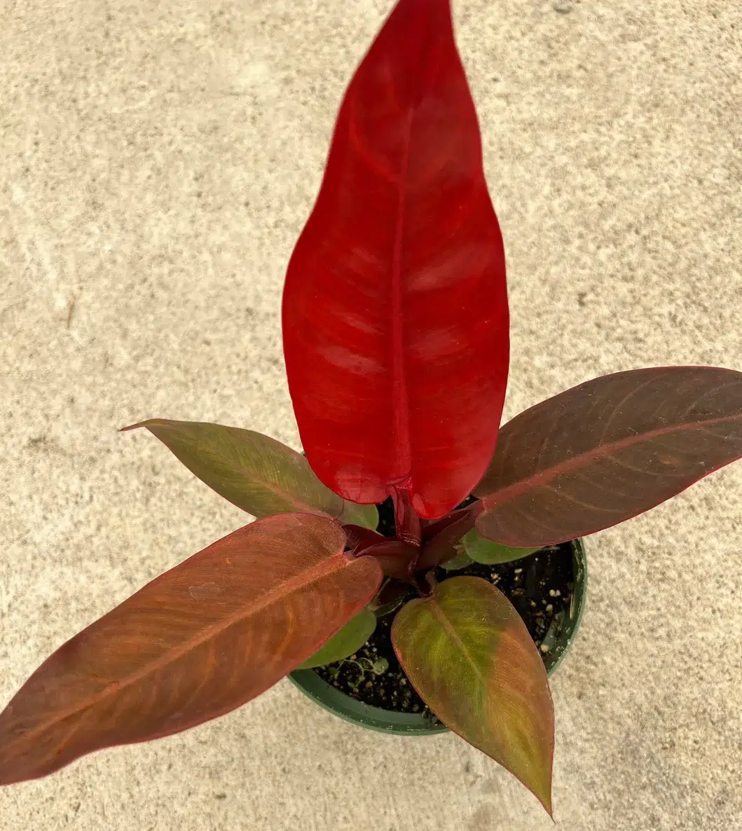 How To Care For The Favorite Philodendron Red Sun Plant (From A ...