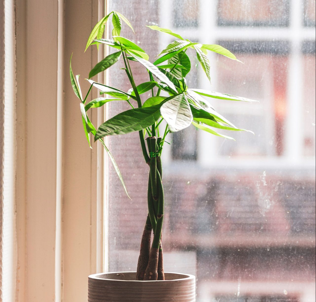 Why Is My Money Tree Dying And How To Save It Fast