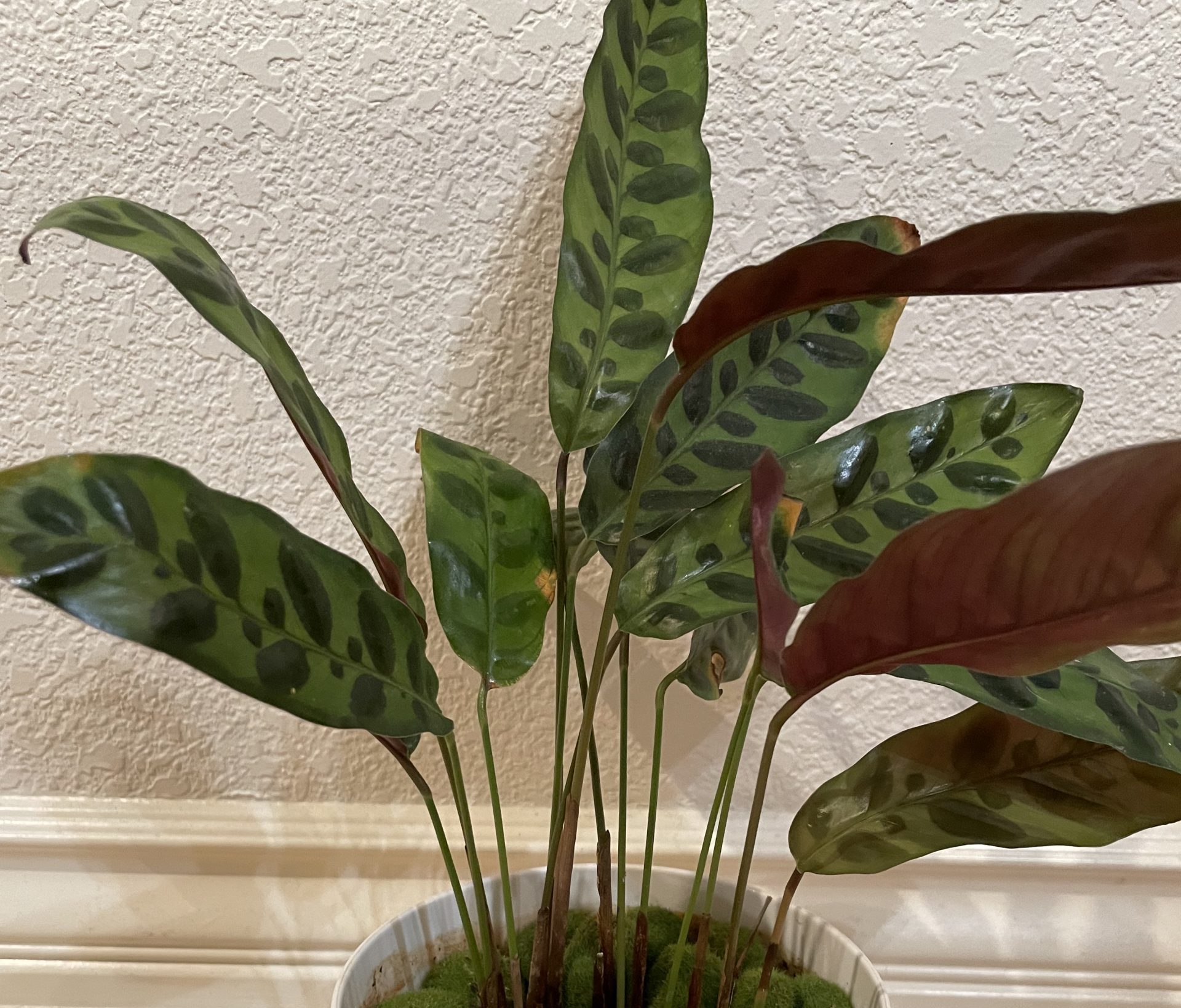 Alternanthera Party Time Plant -Beautiful Colors For The Indoors Or Out!