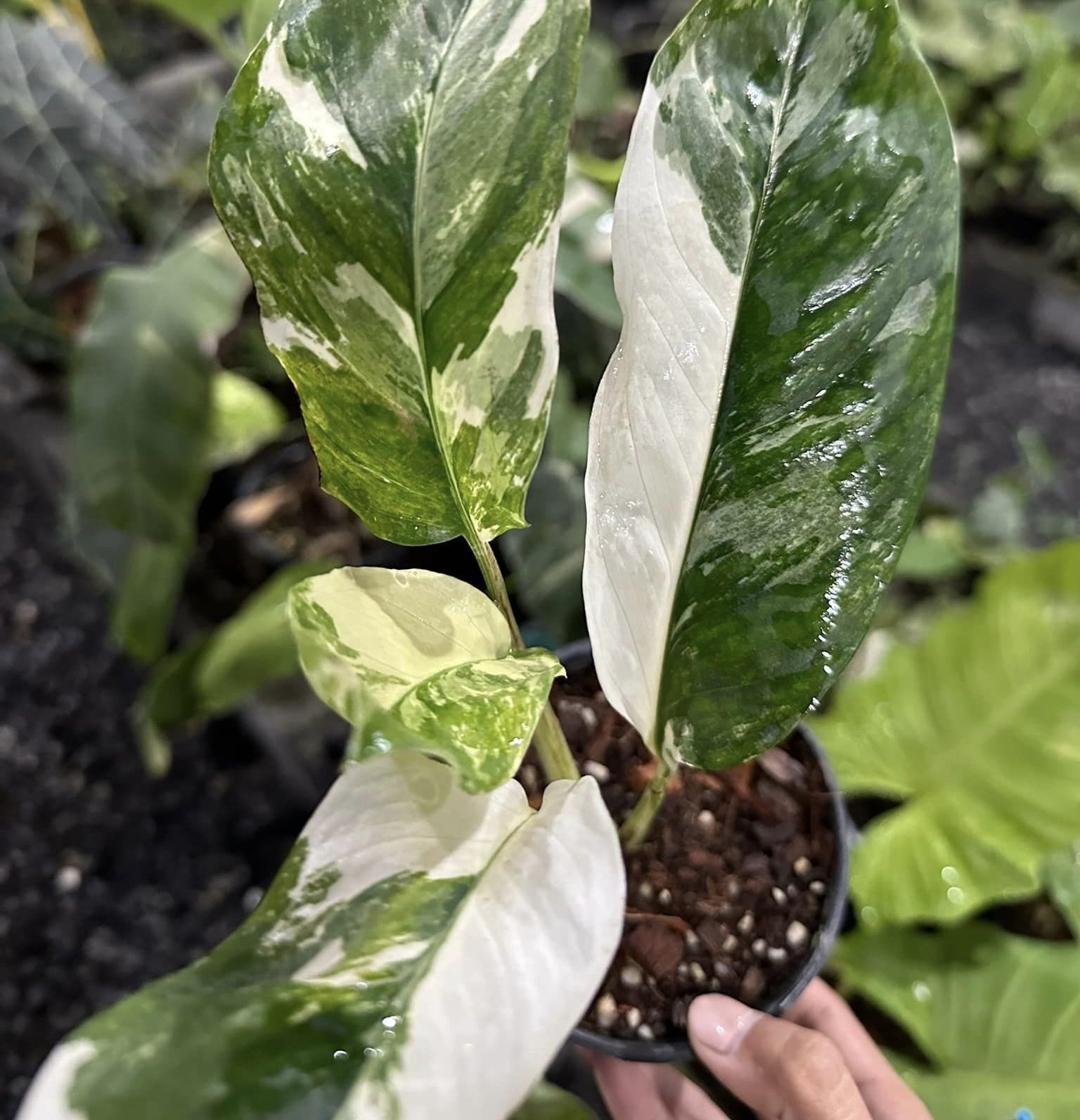 Variegated Heartleaf Philodendron: A Guide To Care And Maintenance