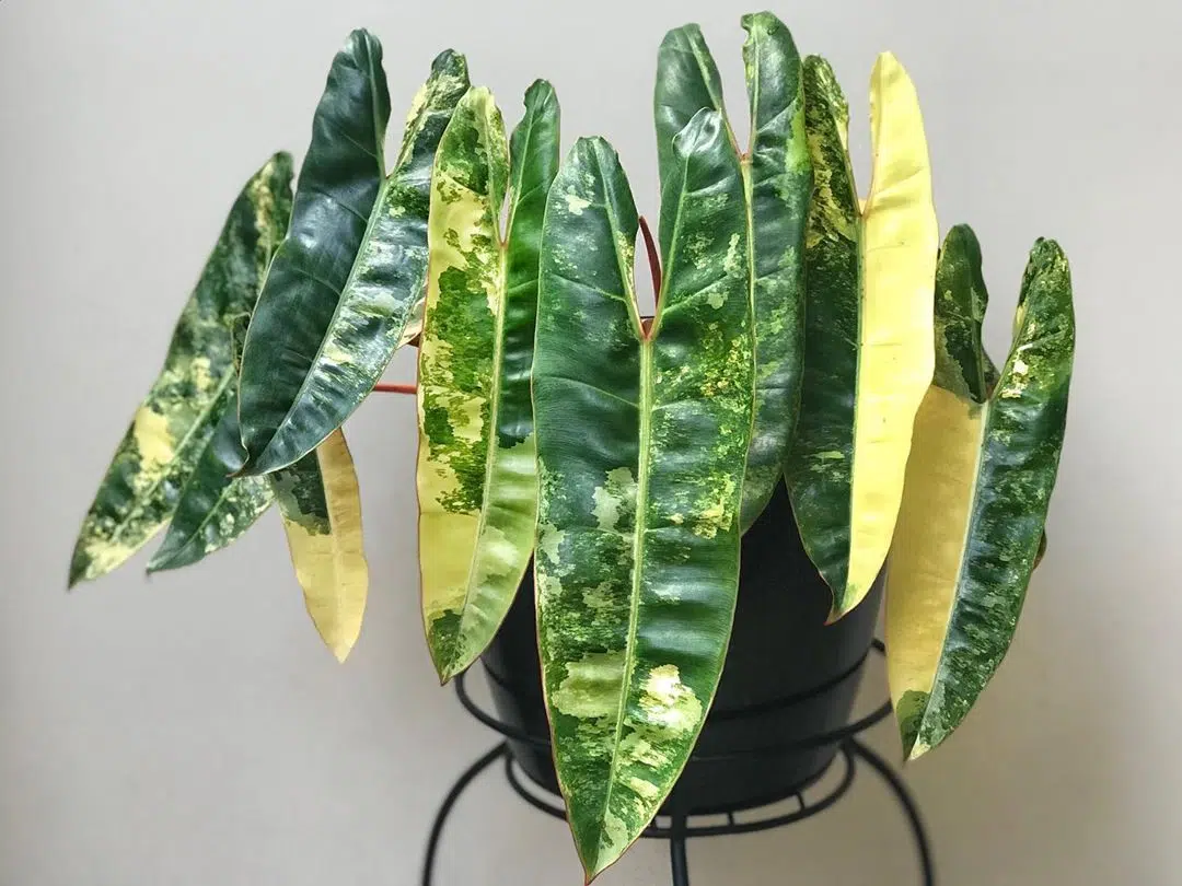 Rare Philodendron Species: 12 Stunning Plants You Need To See