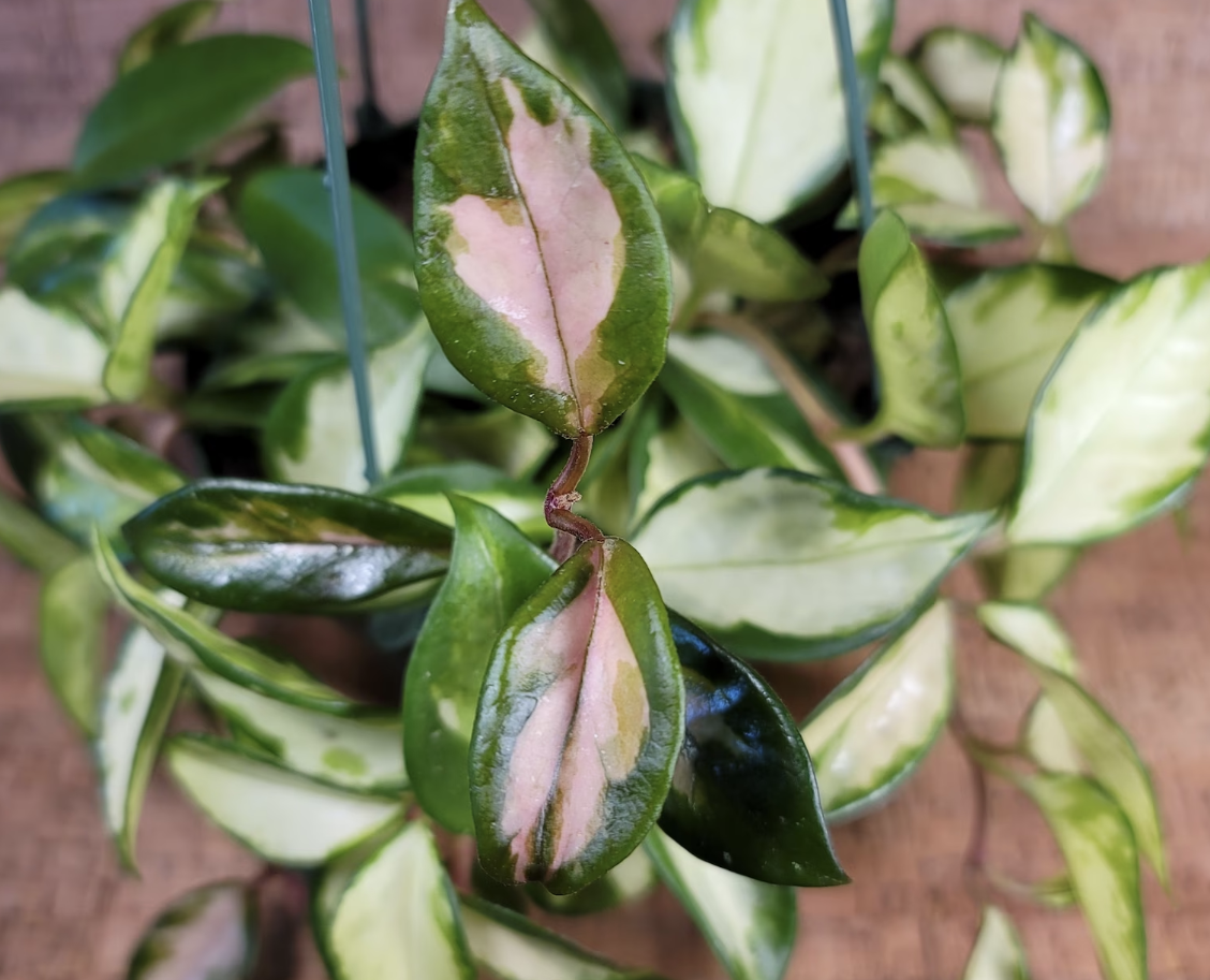 Unleash The Royalty: The Majestic Hoya Krimson Princess