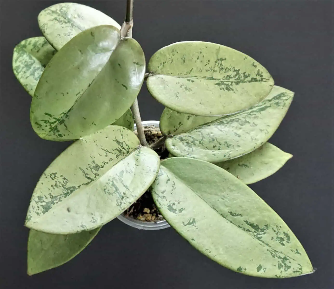 Hoya Silver Dollar: A Comprehensive Care Guide For This Unique Plant