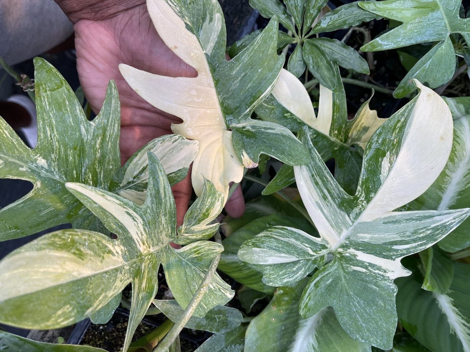 Variegated Pedatum: A Guide To This Unique Plant's Beauty And Care