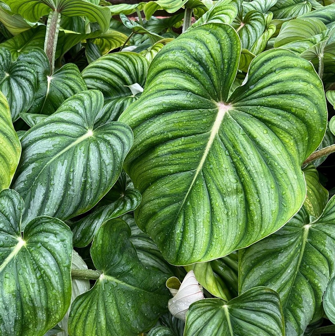 Variegated Heartleaf Philodendron: A Guide To Care And Maintenance