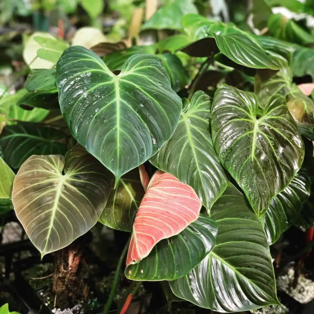 Meet Philodendron Rubrijuvenilum: The Latest Houseplant Craze