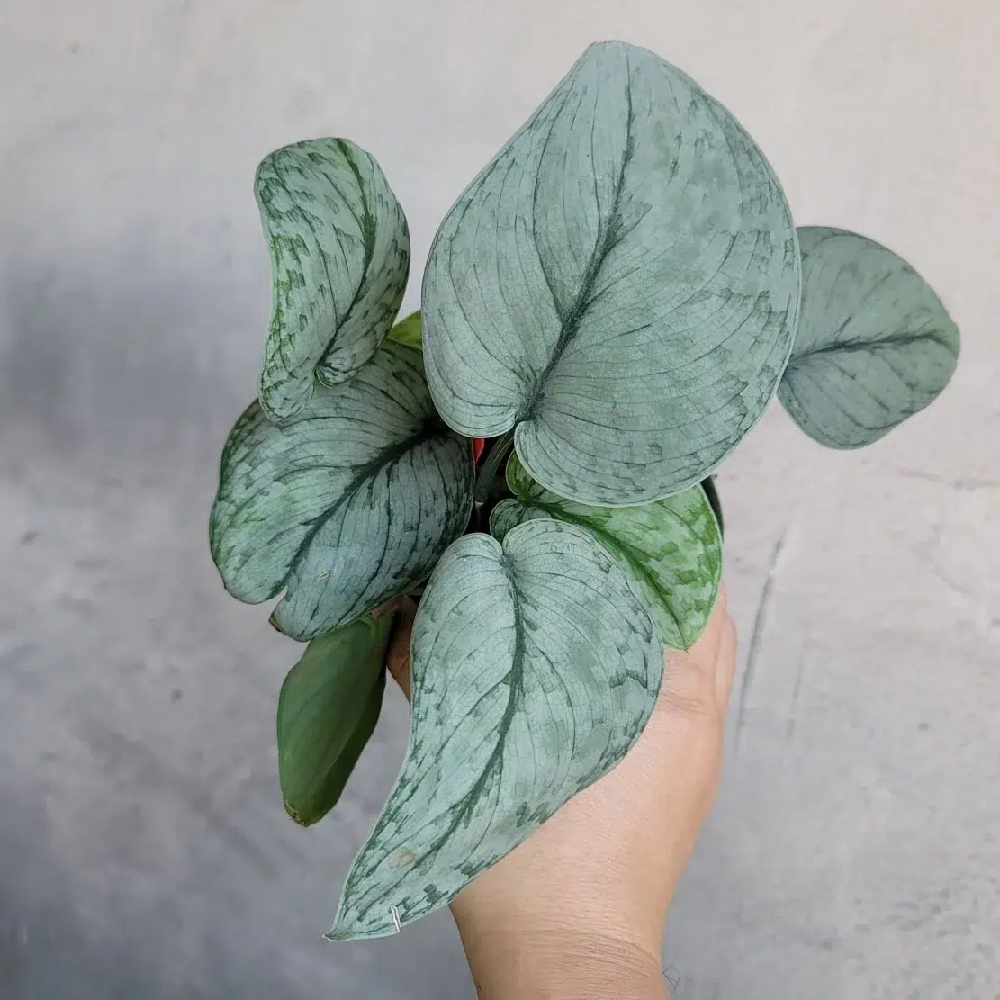 Scindapsus Silver Cloud: All You Need To Know For Easy Care