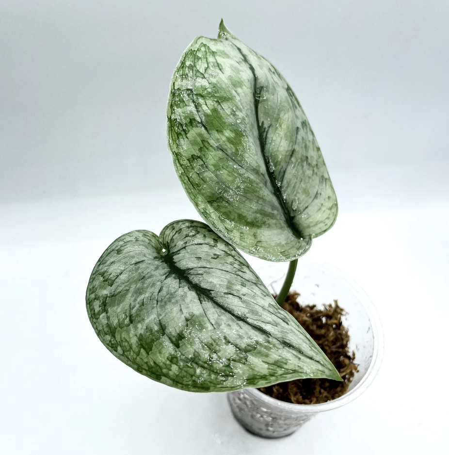 Scindapsus Silver Cloud: All You Need To Know For Easy Care