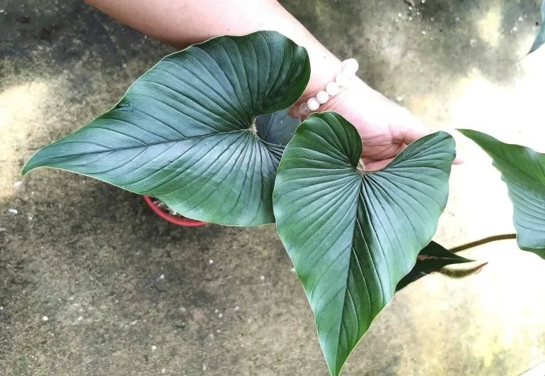 Mottled Dragon Philodendron: Care And Propagation Guide