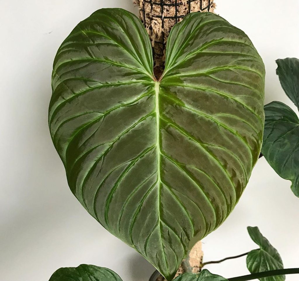 Unleash The Majestic Magic: Discover The Allure Of The Philo Majestic!