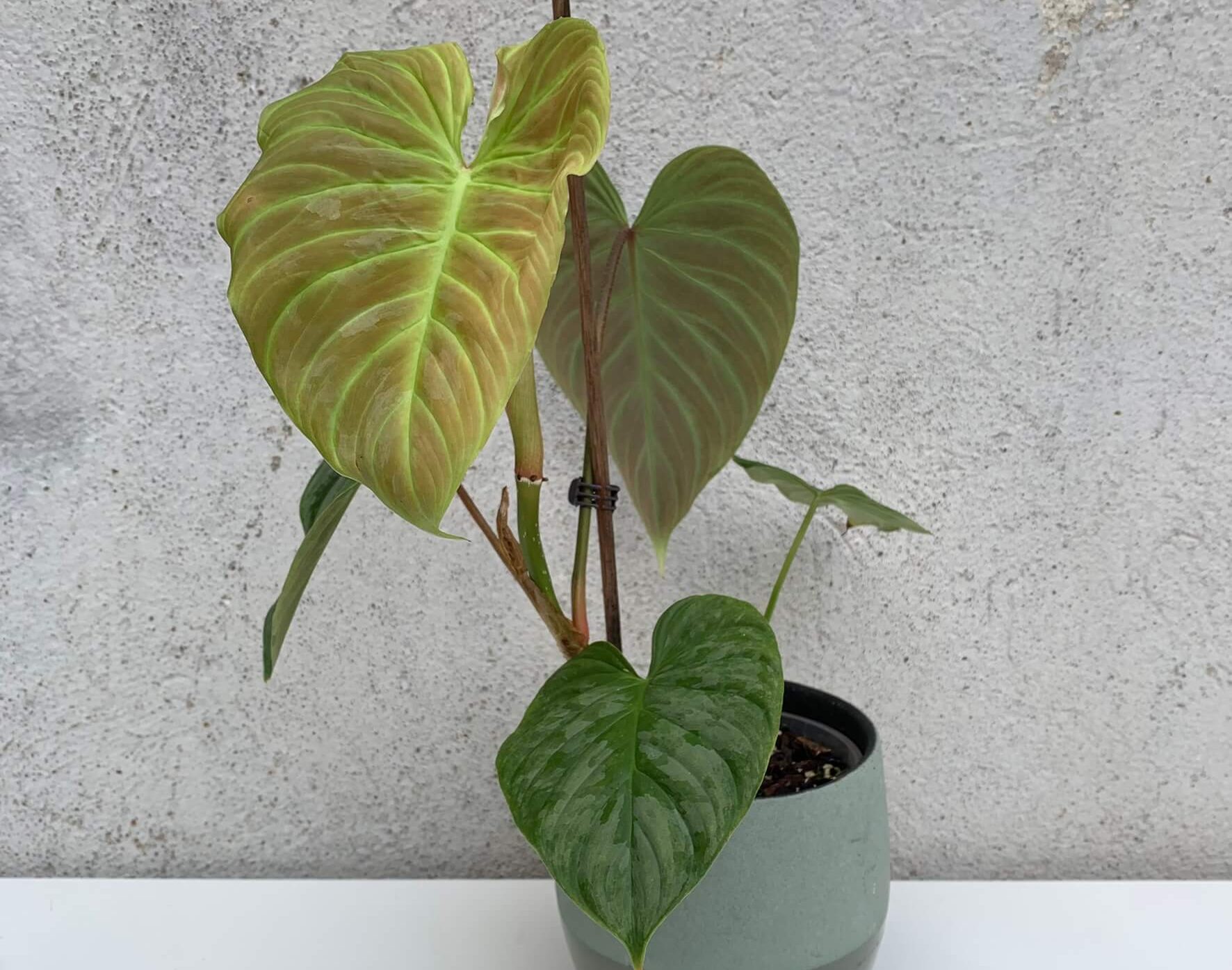 Variegated Heartleaf Philodendron: A Guide To Care And Maintenance