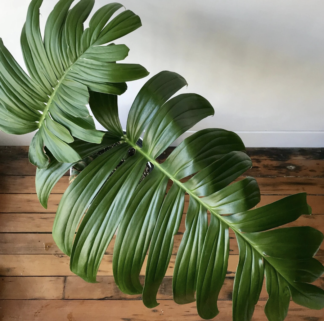 Discovering The Beauty Of Rhaphidophora Decursiva Dragon Tail: A 2023 ...