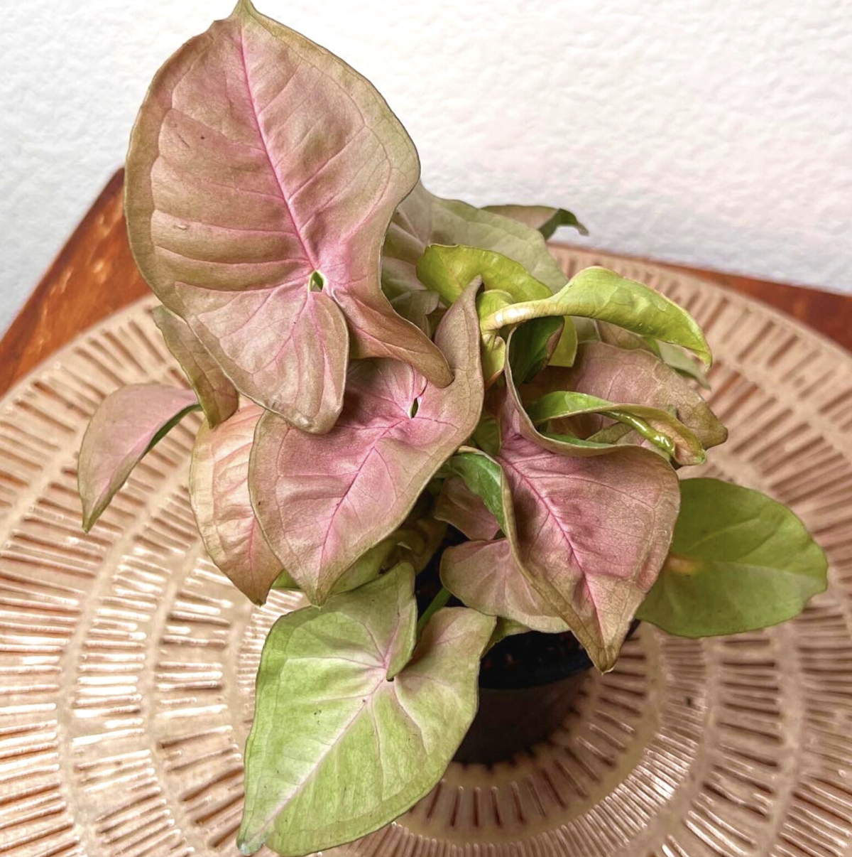 Syngonium Pink Allusion: A Guide To Care And Maintenance