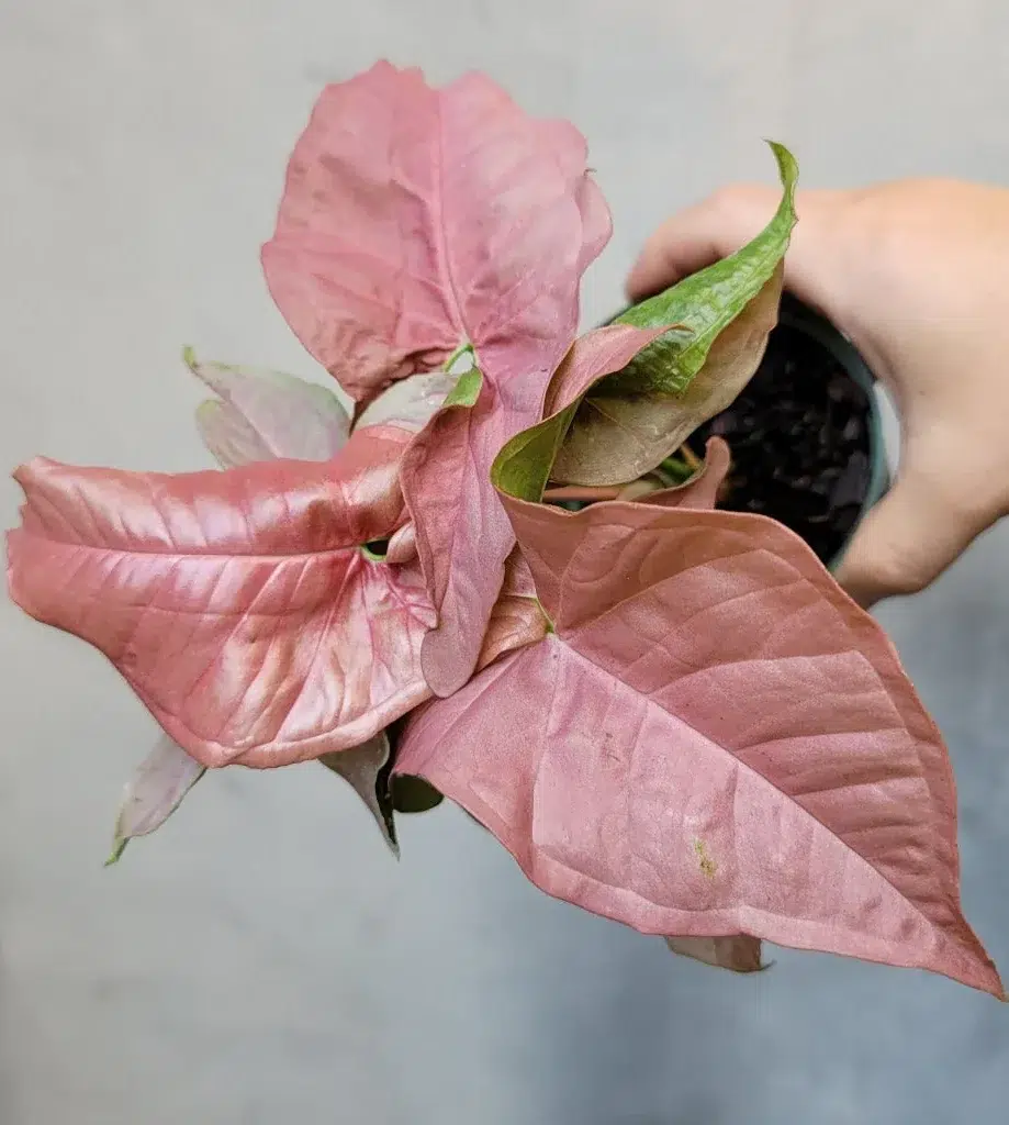 Syngonium Pink Allusion: A Guide To Care And Maintenance
