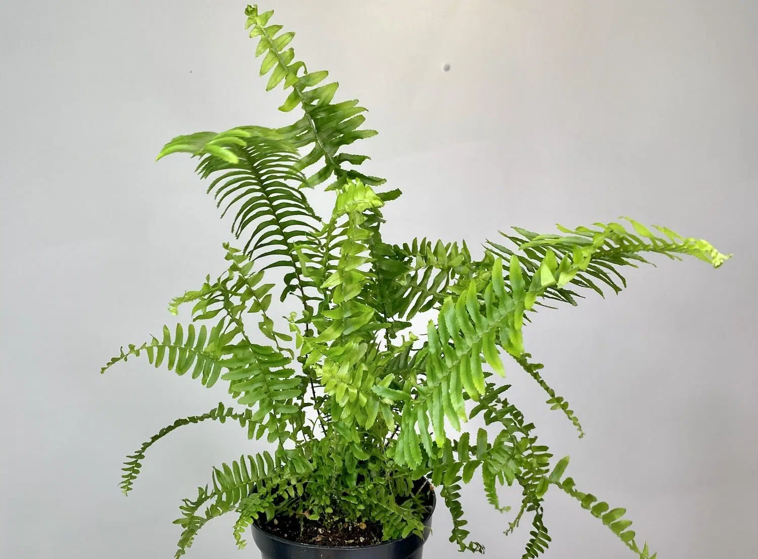 Emerald Queen Fern: A Beautiful Addition To Your Indoor Garden