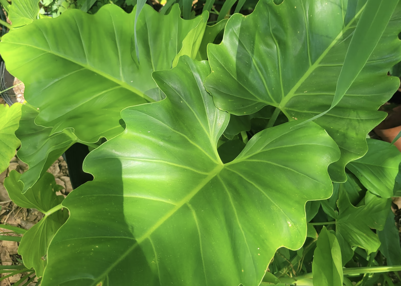 Philodendron Giganteum: All About The Giant Leafy Houseplant