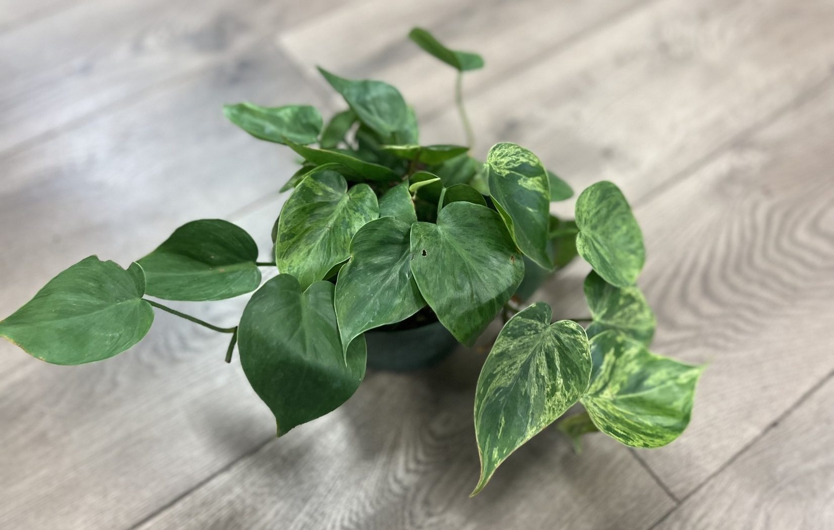 Variegated Heartleaf Philodendron: A Guide To Care And Maintenance