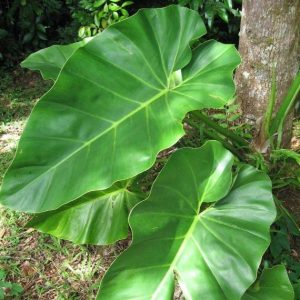 Philodendron Giganteum: All About The Giant Leafy Houseplant