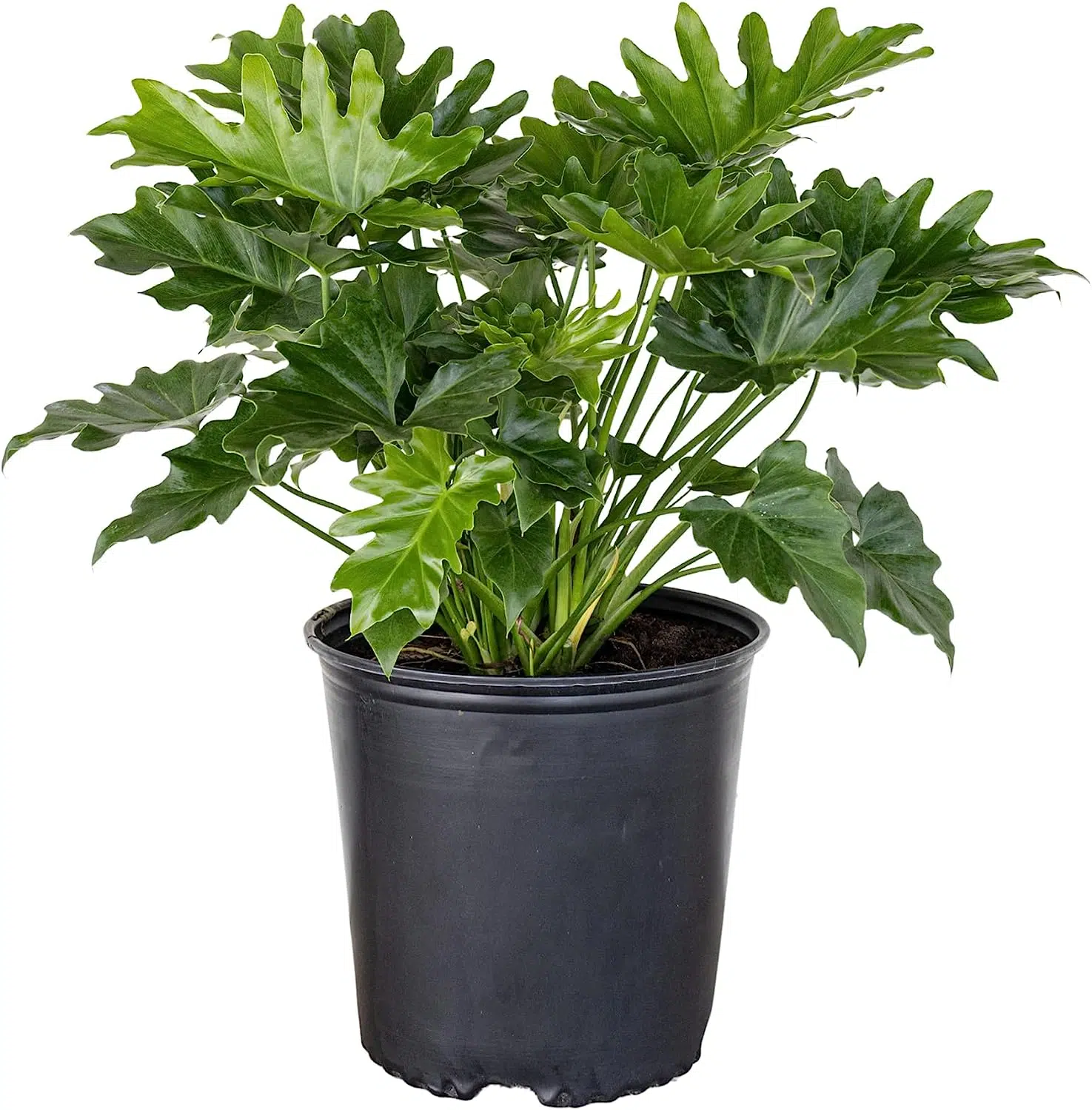 30 Types Of Philodendron House Plants: A Comprehensive Guide (with Pics!)