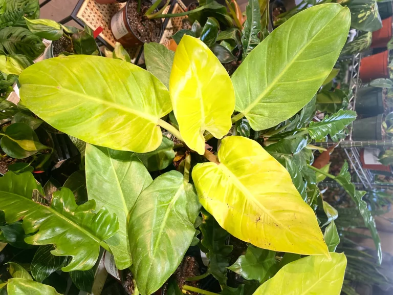 Philodendron Giganteum: All About The Giant Leafy Houseplant