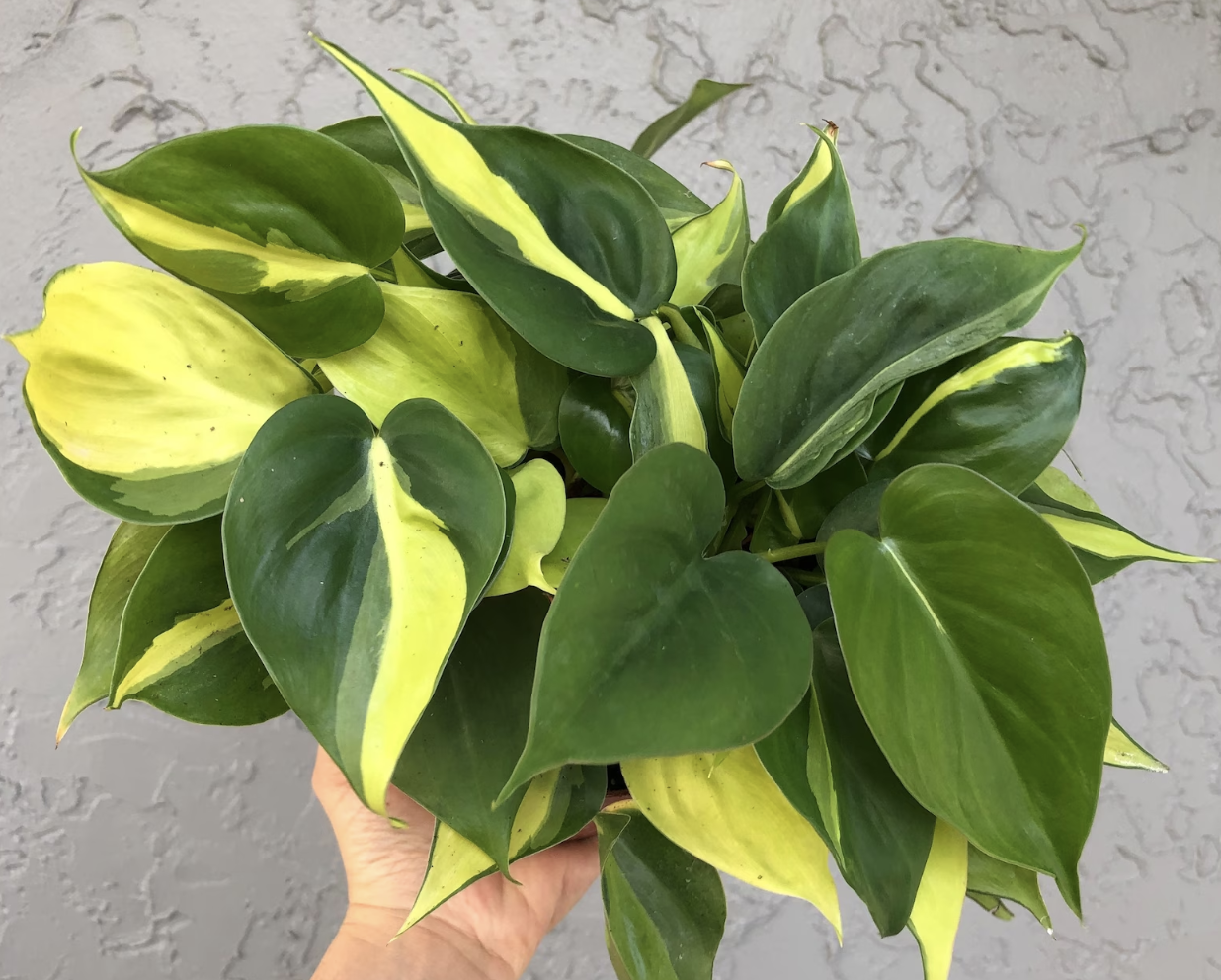 30 Types Of Philodendron House Plants: A Comprehensive Guide (with Pics!)
