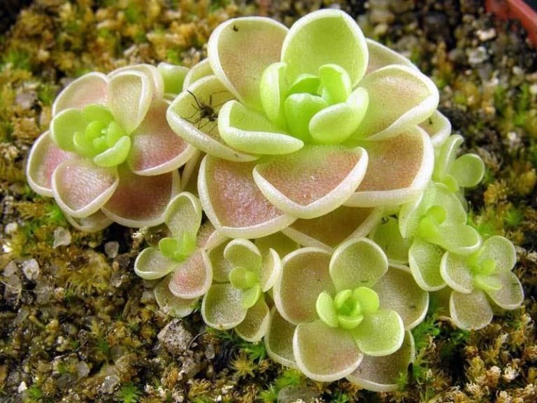 Butterwort Plant Care: Tips For Keeping Your Carnivorous Plant Healthy