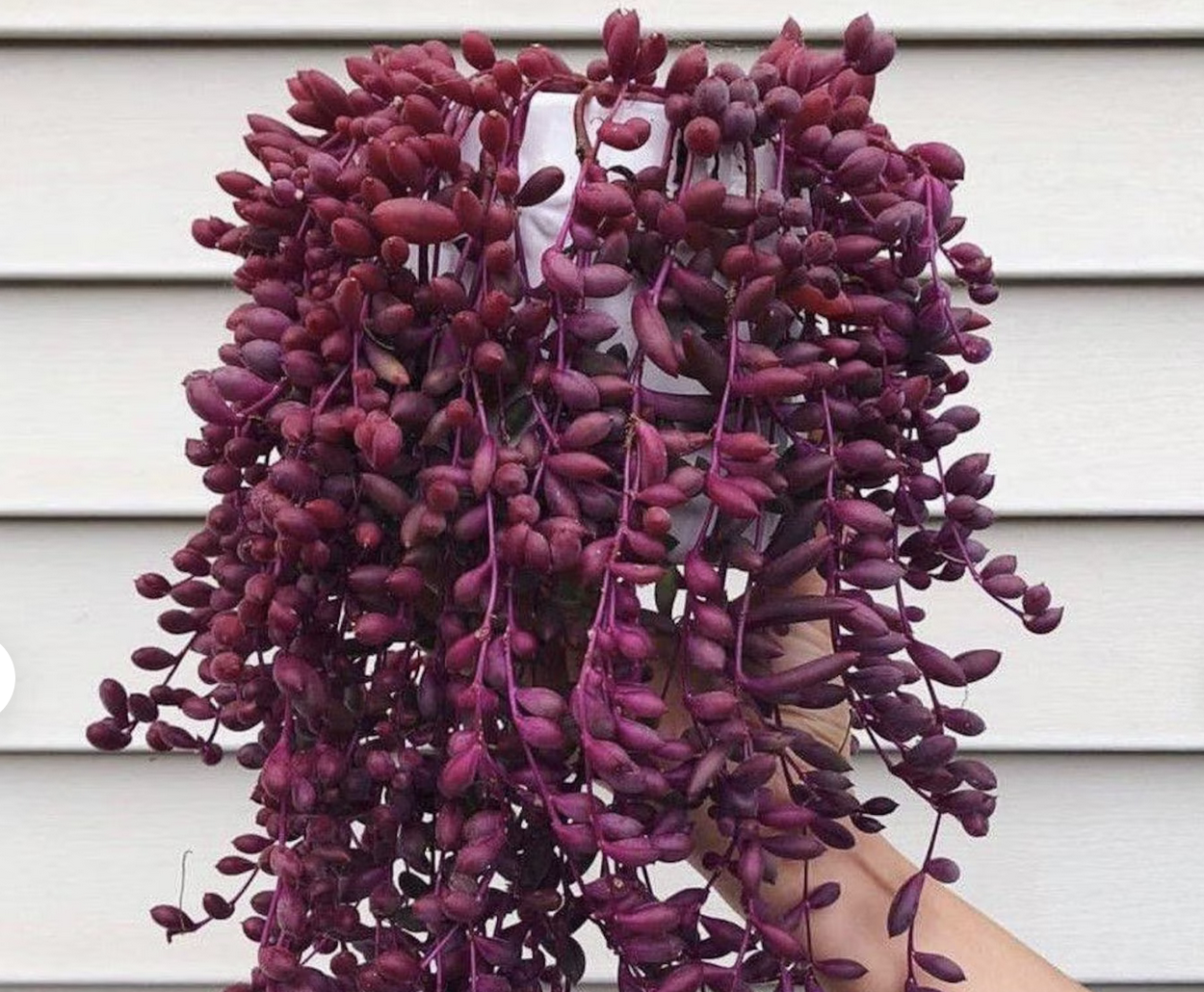 String Of Rubies Plant Care: Tips For Growing And Maintaining Your Plant