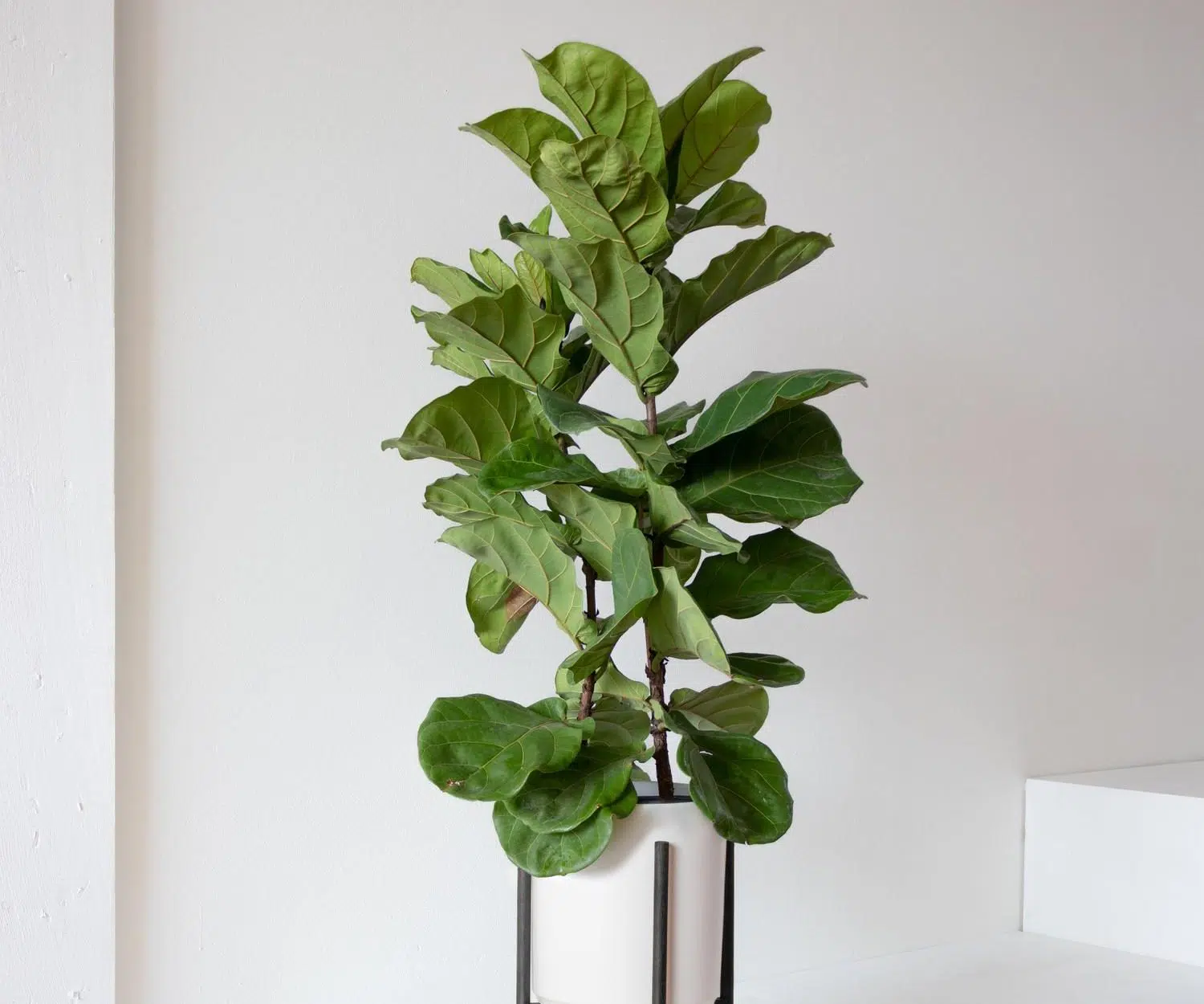 What Size Pot To Plant Fiddle Leaf Fig: A Confident Guide